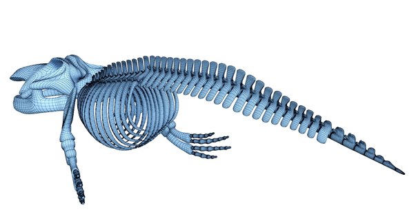 Blue whale skeleton 3D model - TurboSquid 1341786