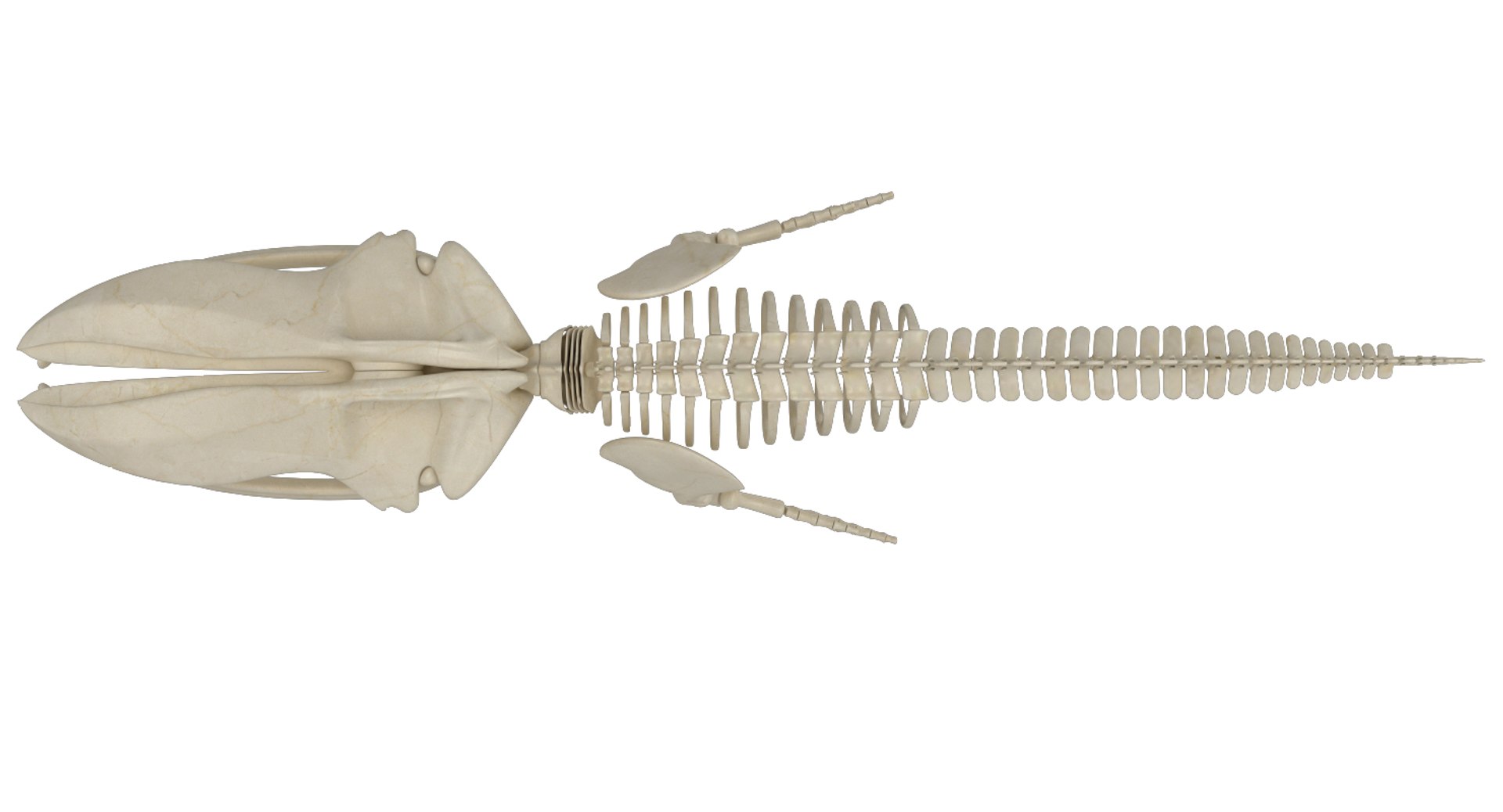 Blue Whale Skeleton 3D Model - TurboSquid 1341786