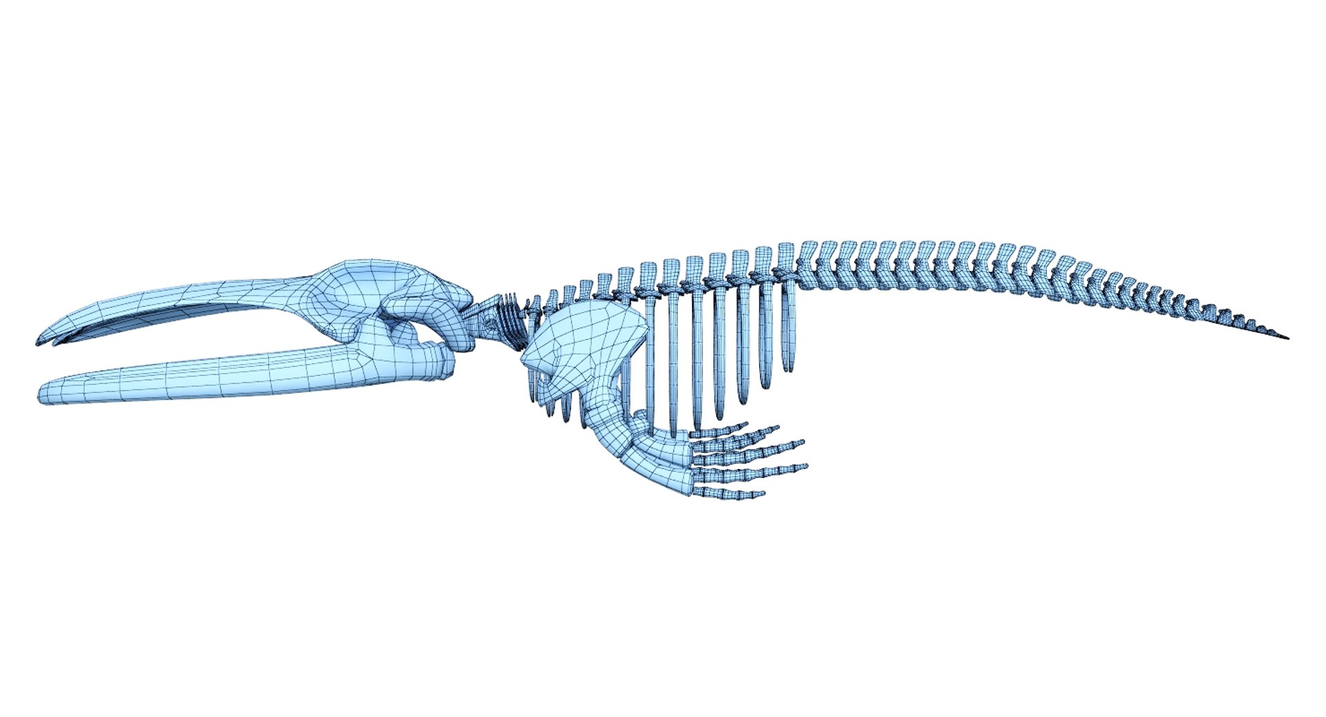 Blue Whale Skeleton 3D Model - TurboSquid 1341786