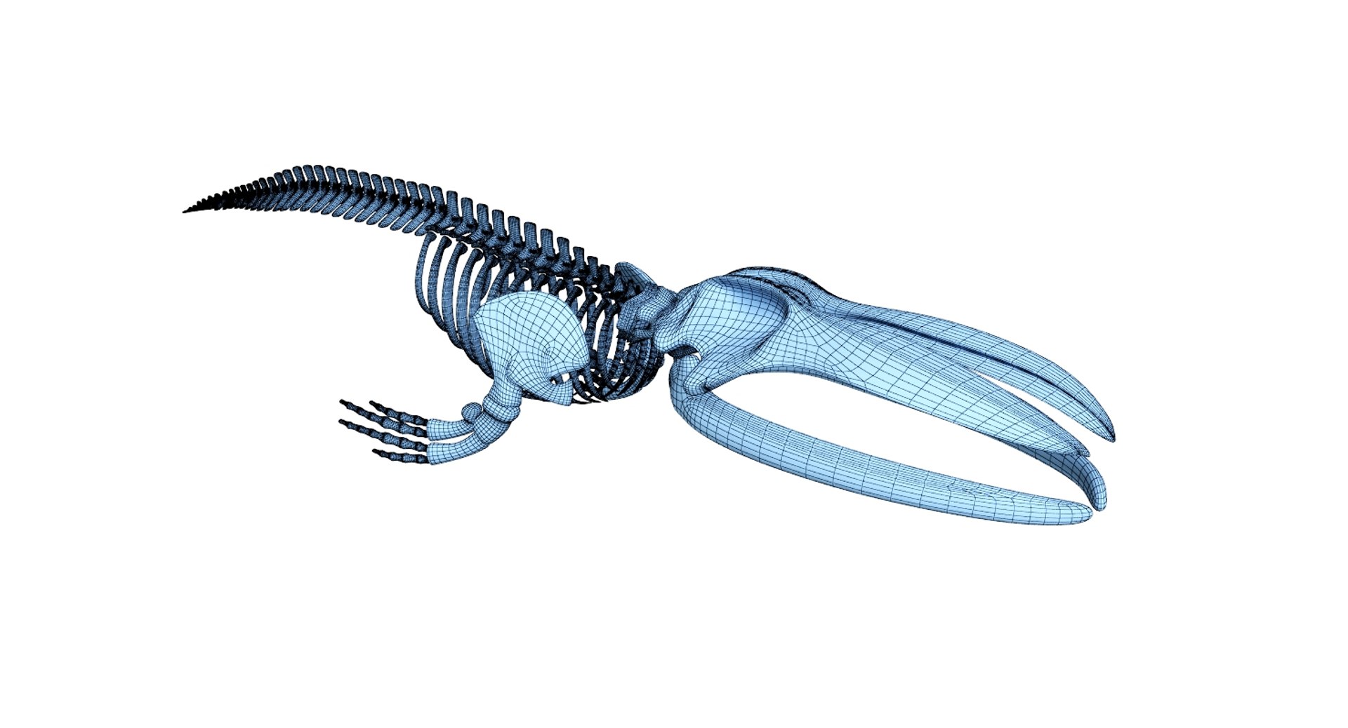 Blue Whale Skeleton 3D Model - TurboSquid 1341786