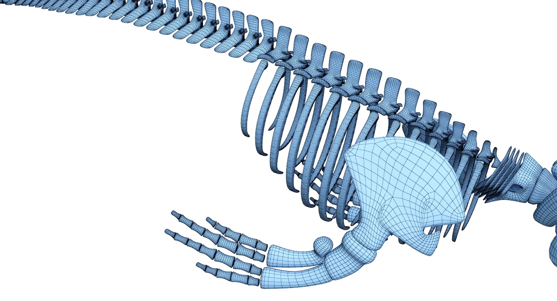 Blue Whale Skeleton 3D Model - TurboSquid 1341786