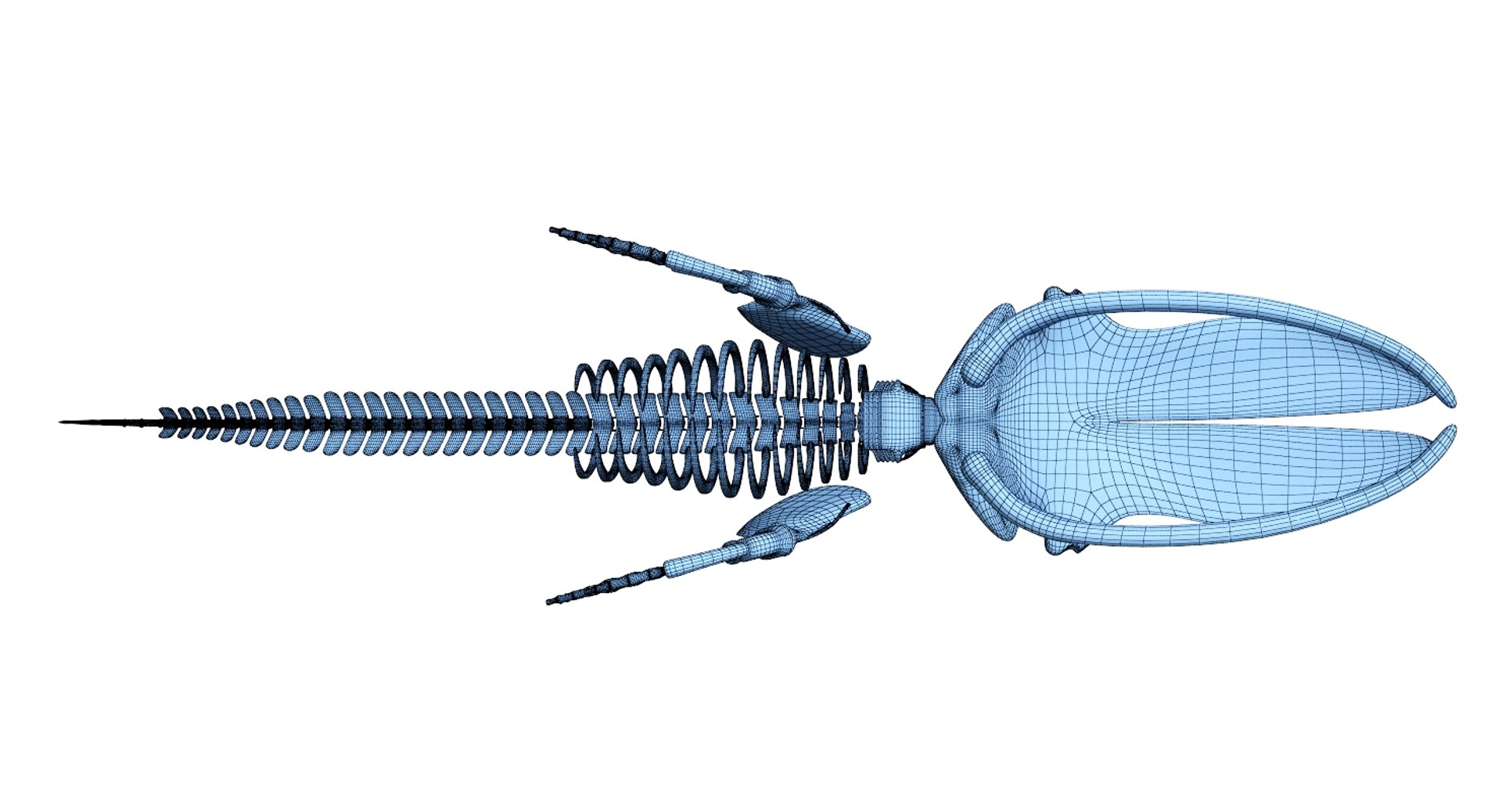 Blue Whale Skeleton 3D Model - TurboSquid 1341786