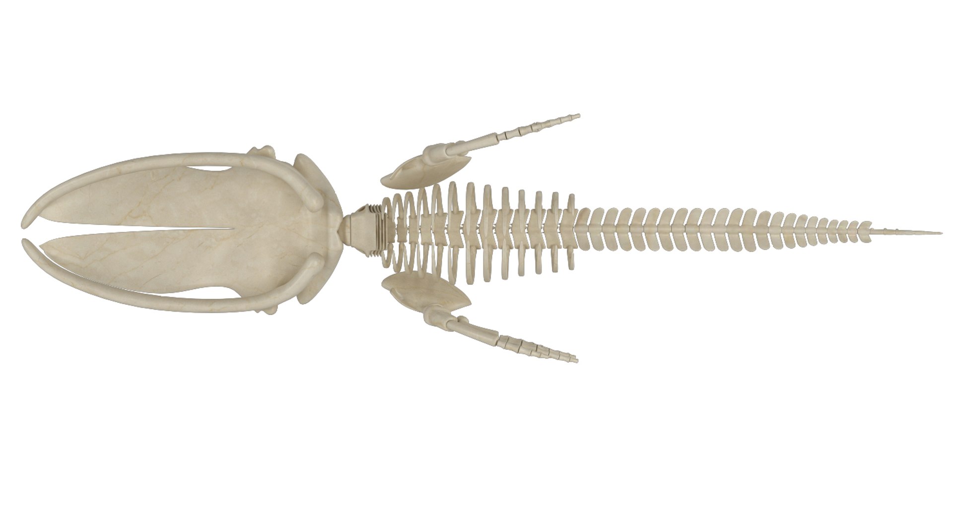 Blue Whale Skeleton 3D Model - TurboSquid 1341786