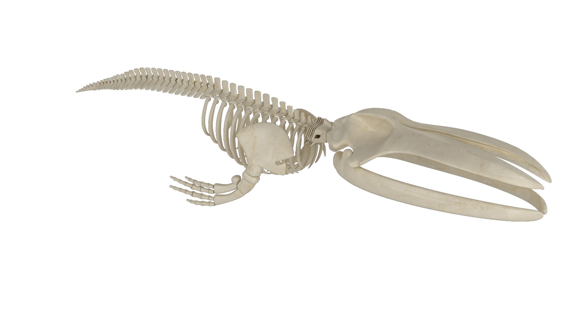 Blue Whale Skeleton 3D Model - TurboSquid 1341786