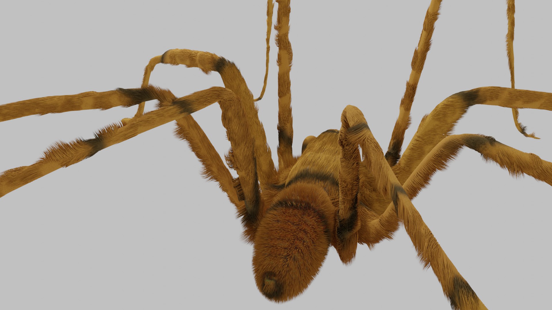 Spider 3D Model - TurboSquid 1632640