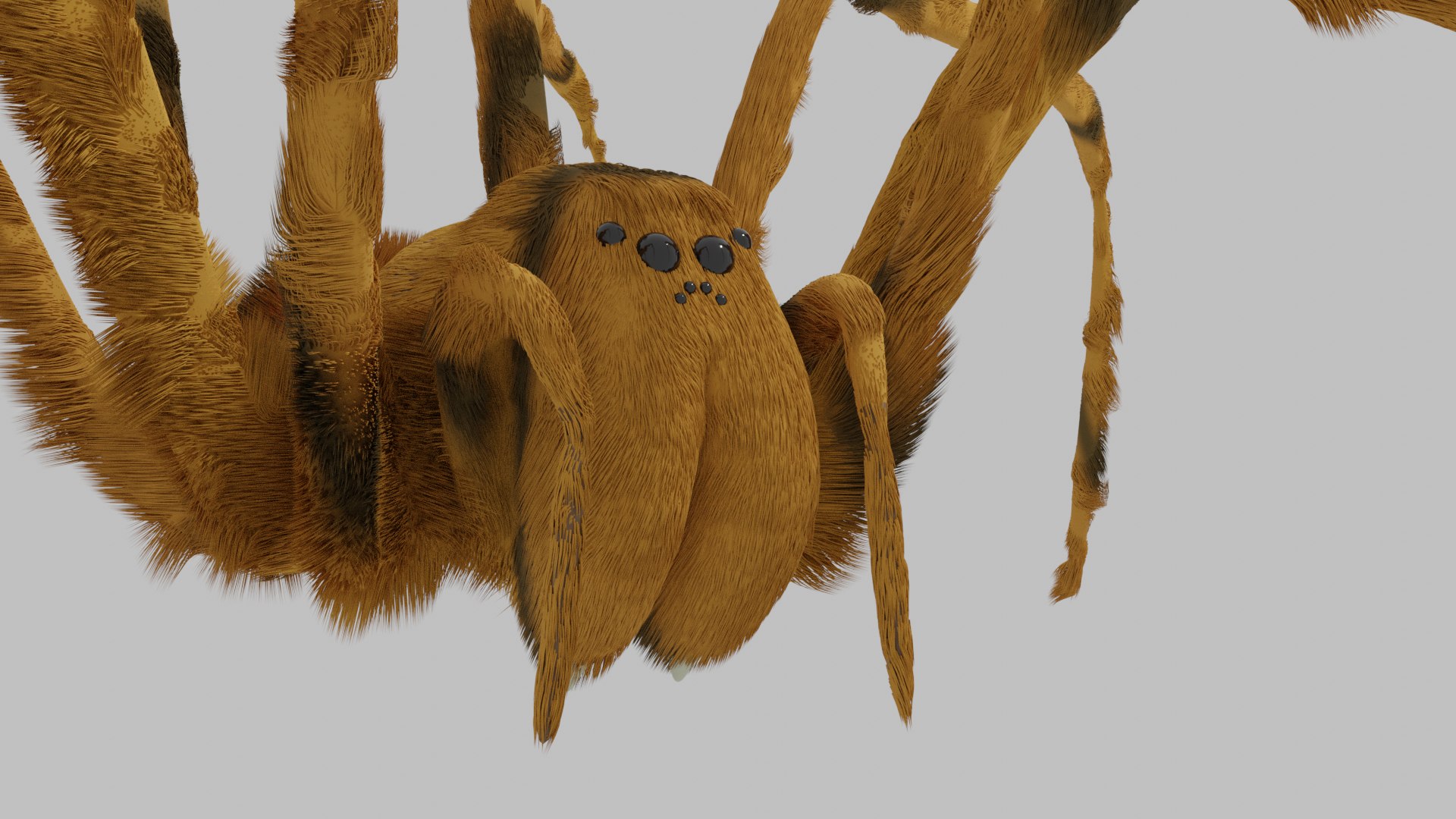 Spider 3D Model - TurboSquid 1632640