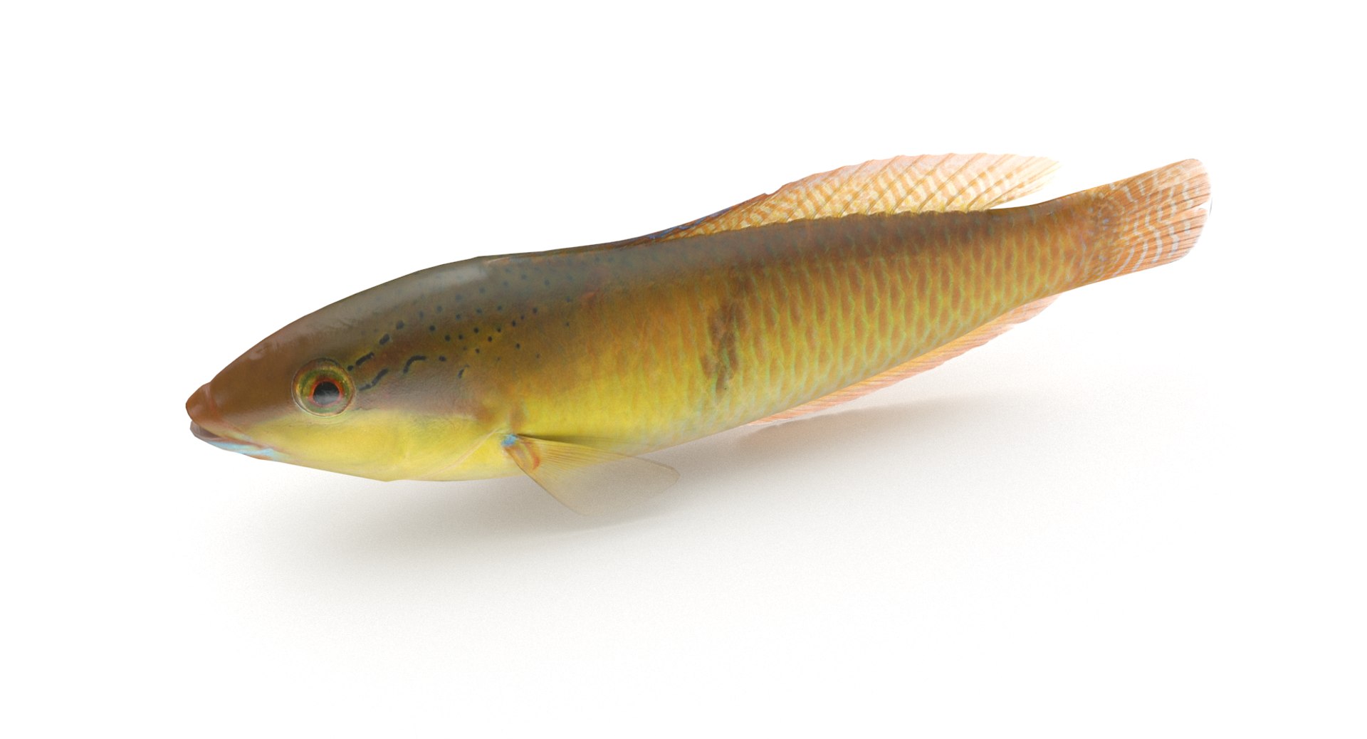 Yellowhead Wrasse 3D - TurboSquid 1298547