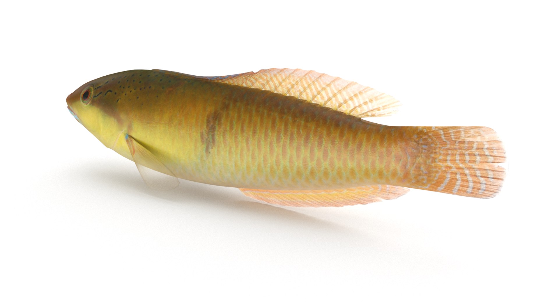 Yellowhead Wrasse 3D - TurboSquid 1298547