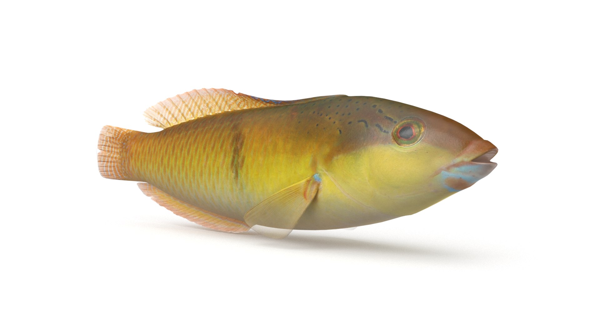 Yellowhead Wrasse 3D - TurboSquid 1298547
