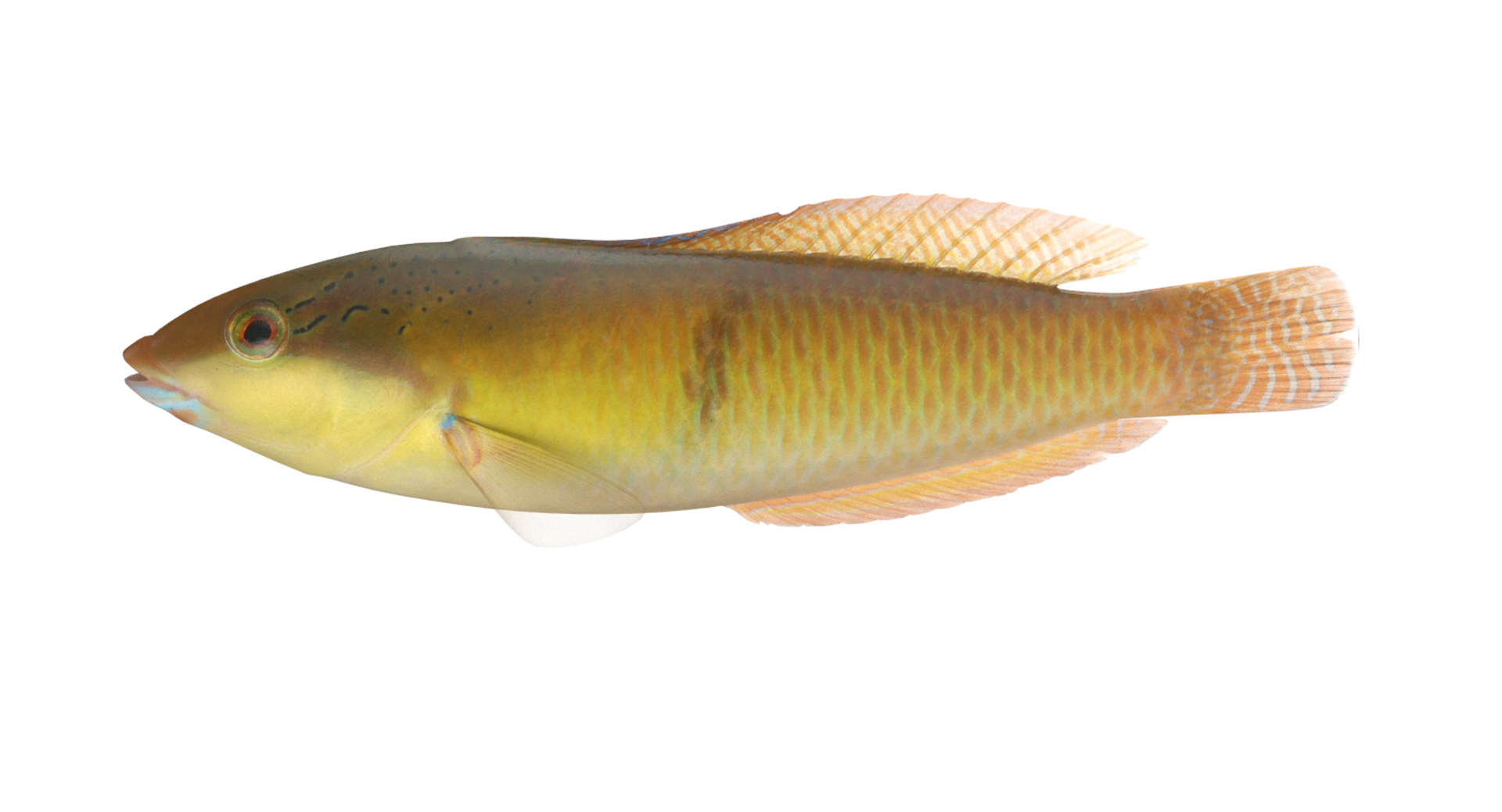 Yellowhead Wrasse 3D - TurboSquid 1298547