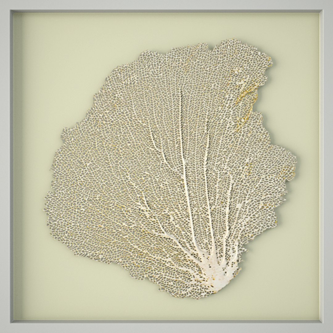 Sea Fans 3D Model - TurboSquid 1215830