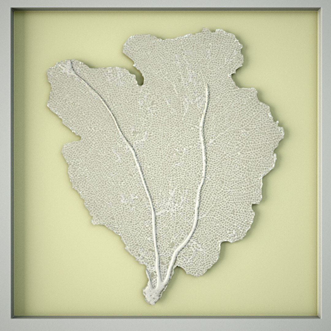 Sea Fans 3D Model - TurboSquid 1215830