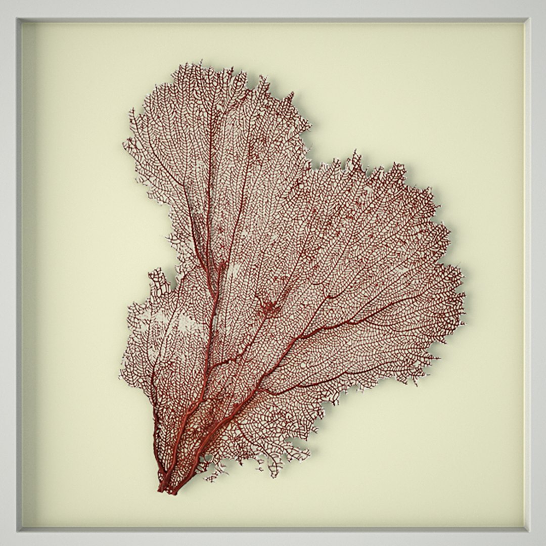 Sea Fans 3D Model - TurboSquid 1215830