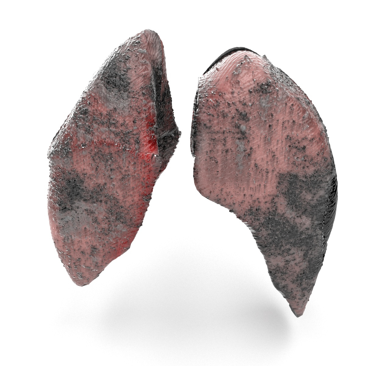 Smoker lungs model - TurboSquid 1681232