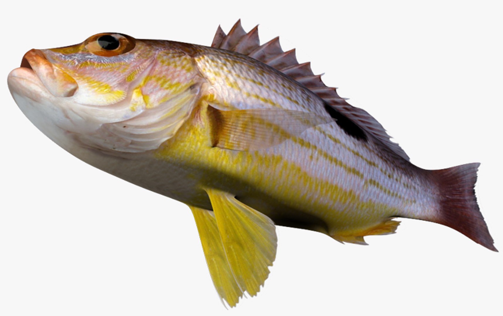 spotted rose snapper 3d ma