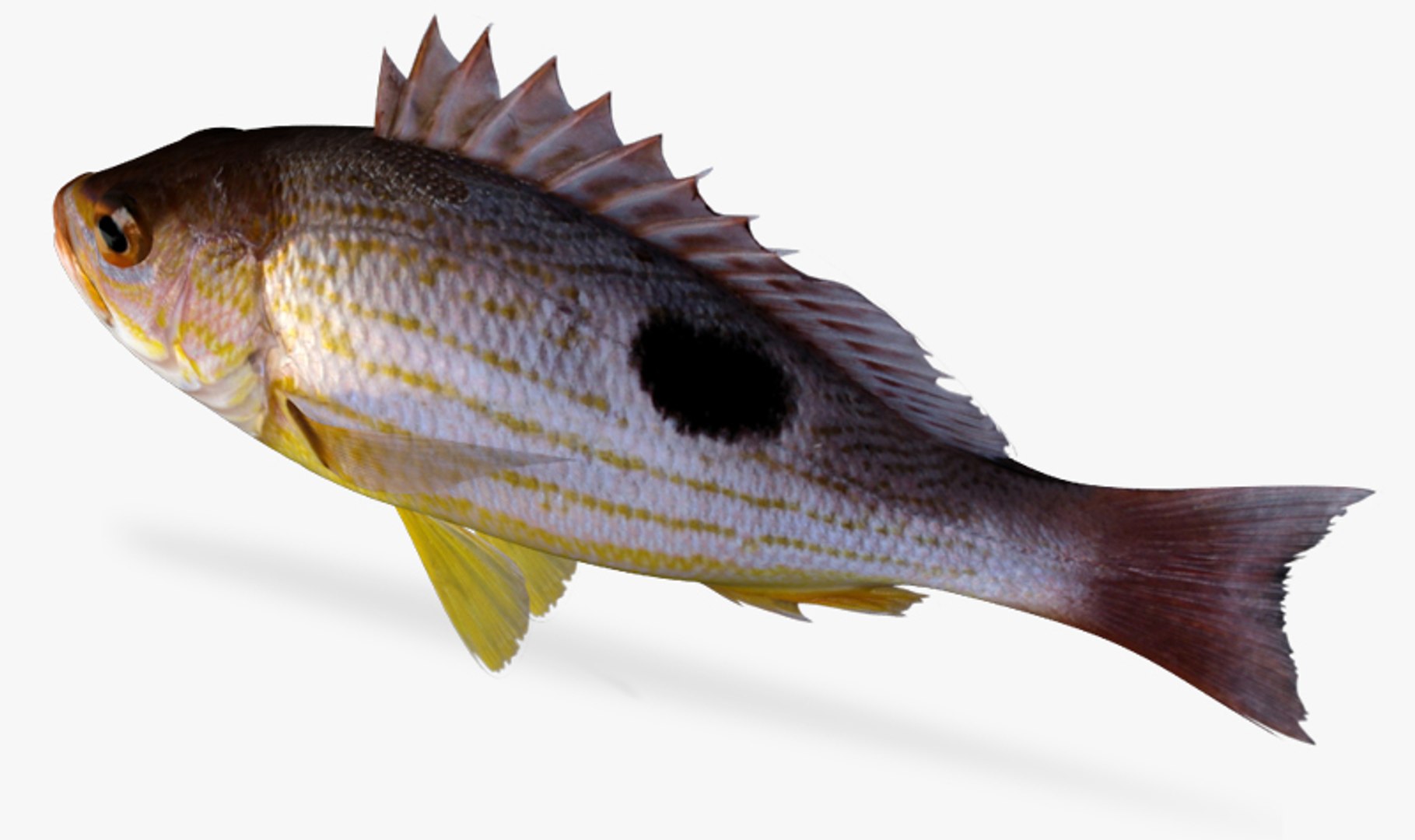 spotted rose snapper 3d ma