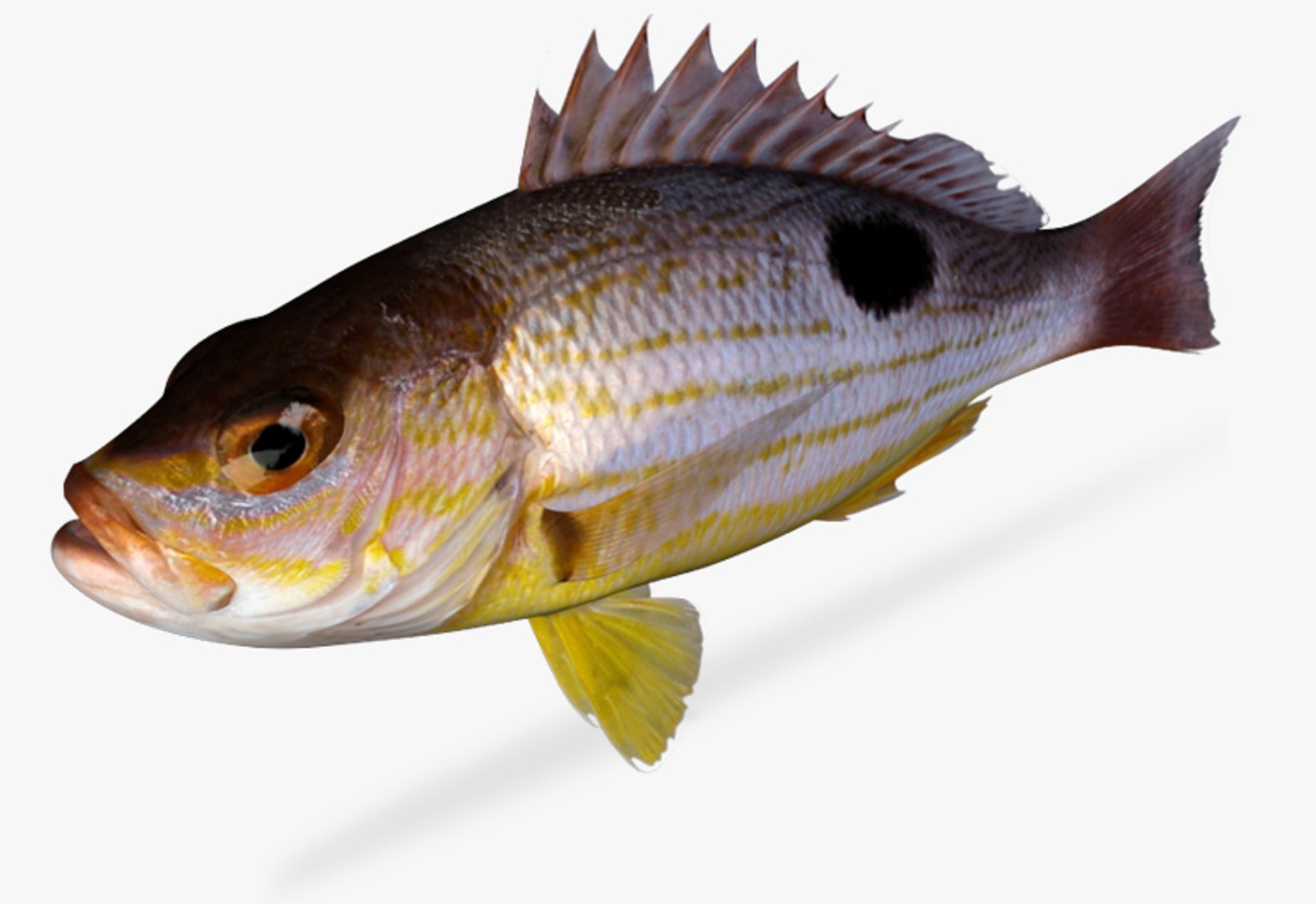 spotted rose snapper 3d ma