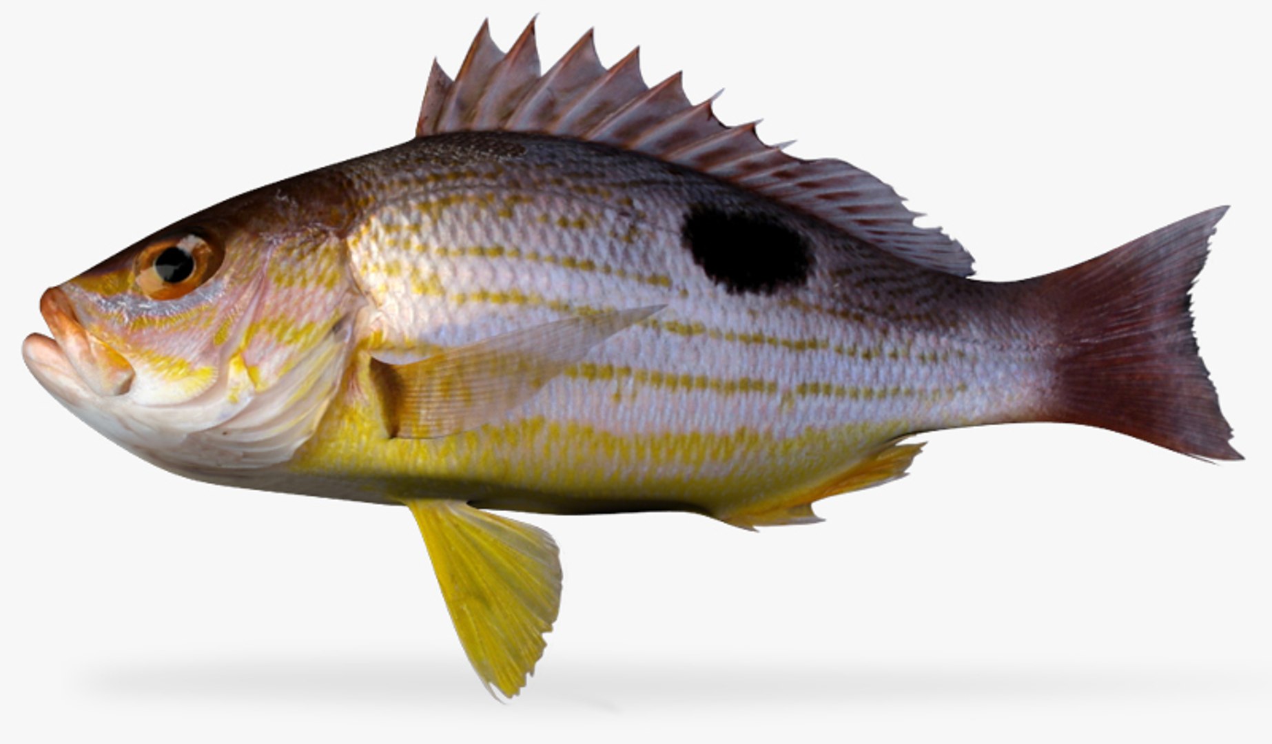 spotted rose snapper 3d ma