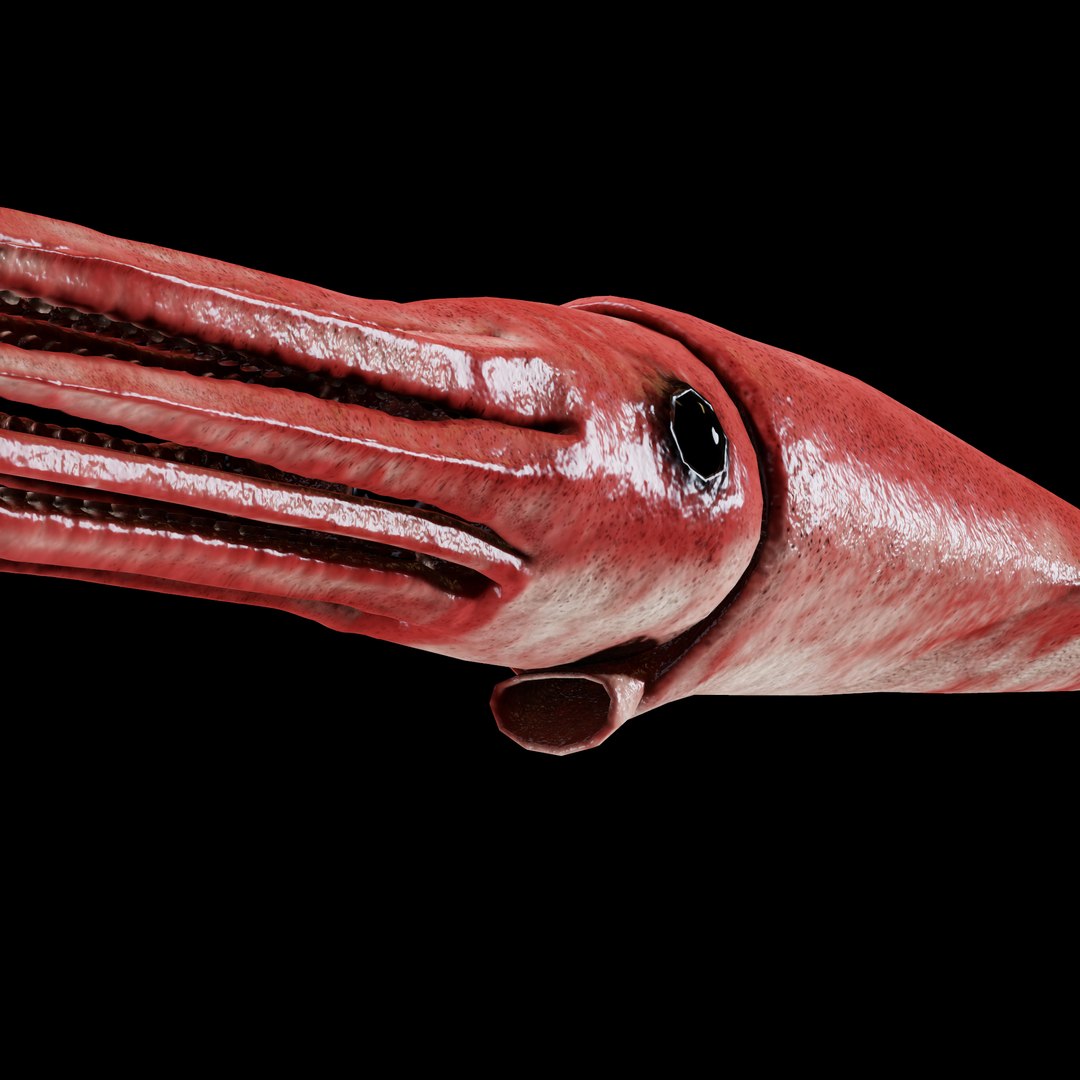 Giant Squid 3D - TurboSquid 1612234