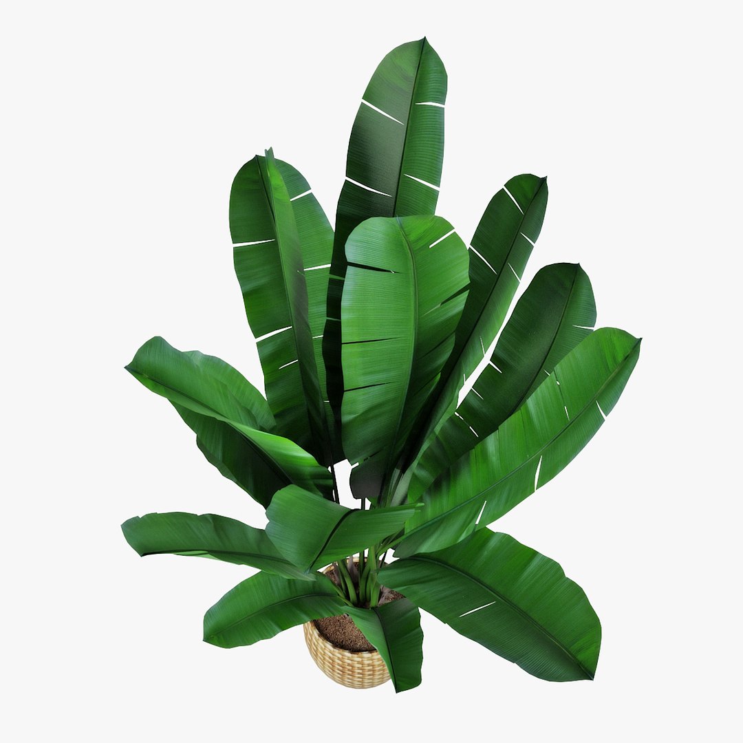 3D Model Banana Tree - TurboSquid 1342745