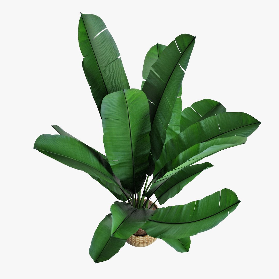 3D Model Banana Tree - TurboSquid 1342745