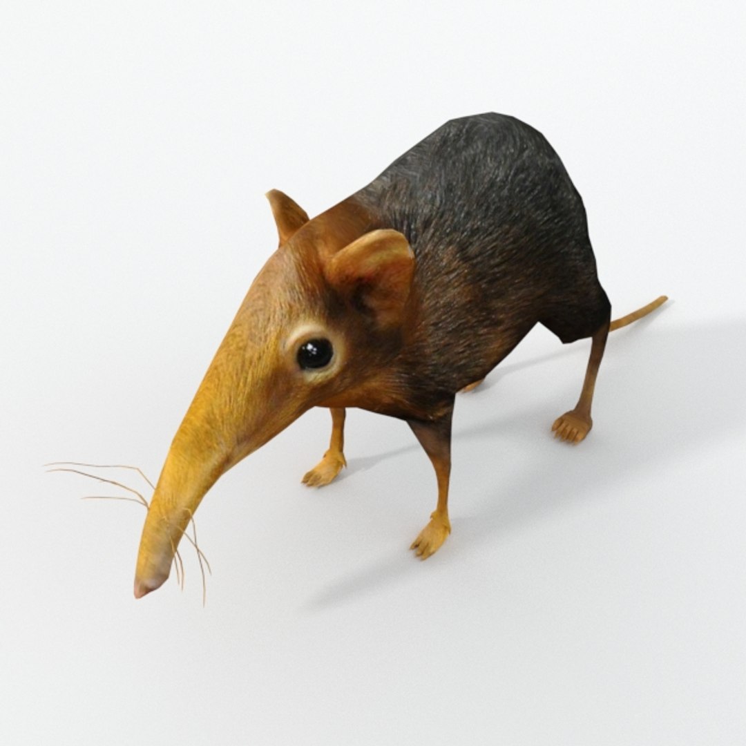 Shrew elephant 3D model - TurboSquid 1398186