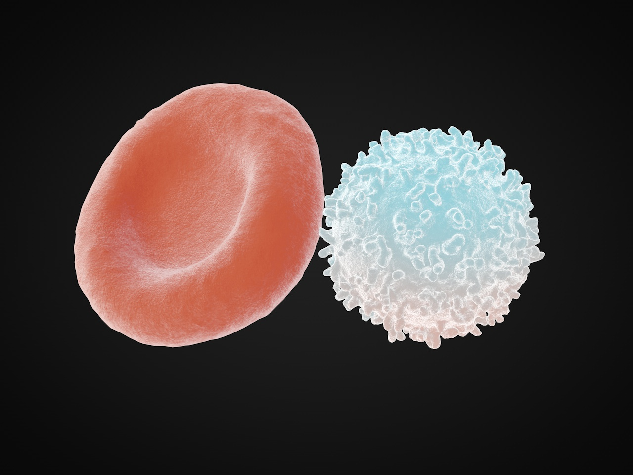 3D red blood cell white model - TurboSquid 1352561