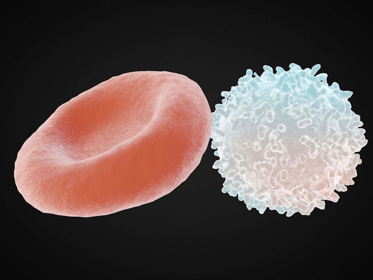 3D red blood cell white model - TurboSquid 1352561