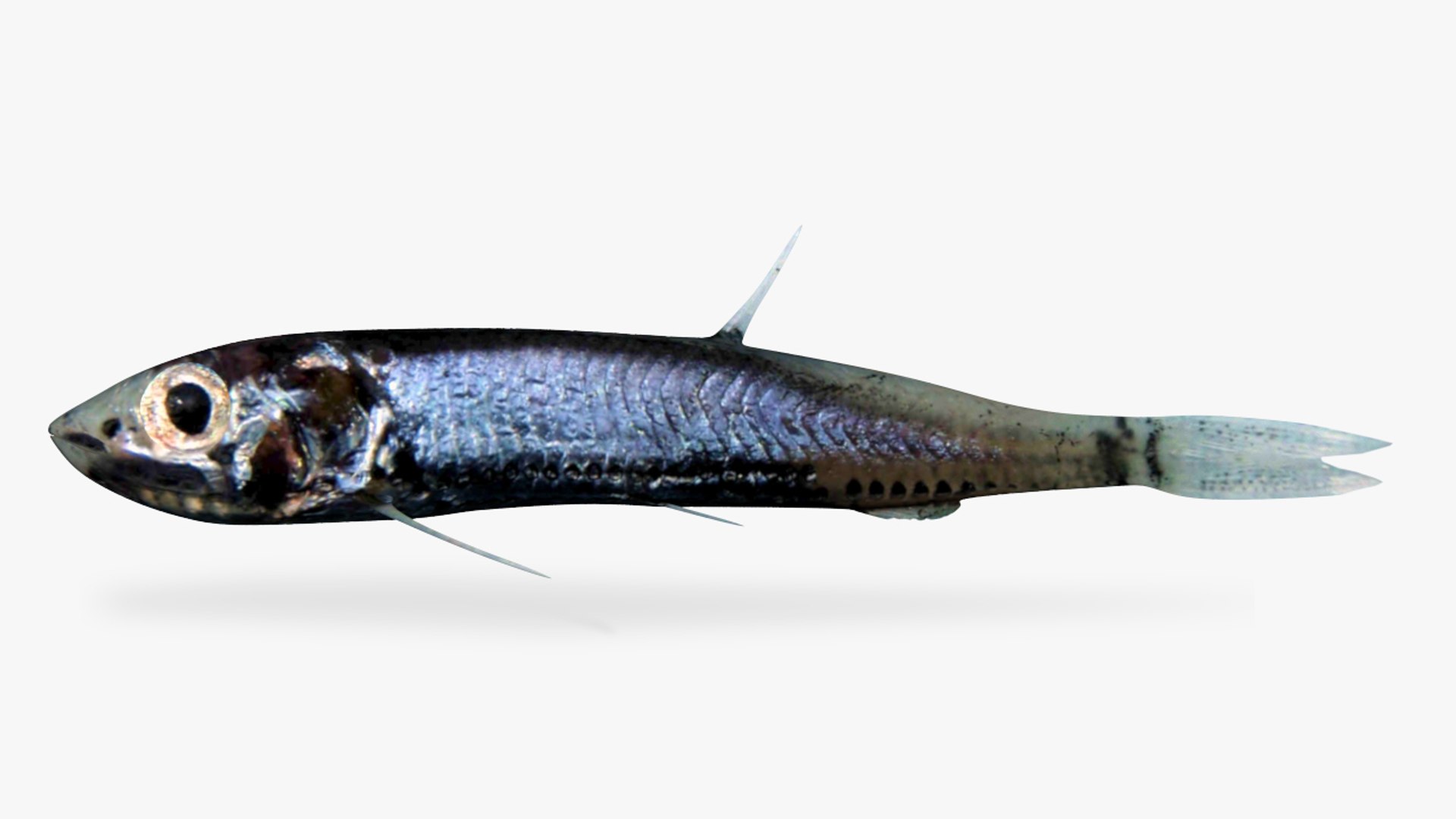 Panama Lightfish 3D Model - TurboSquid 1363934