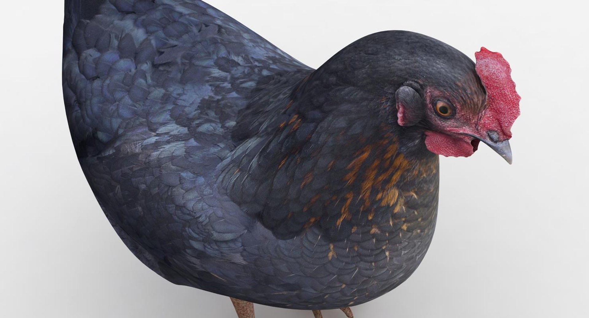 3D realistic hen model - TurboSquid 1151955