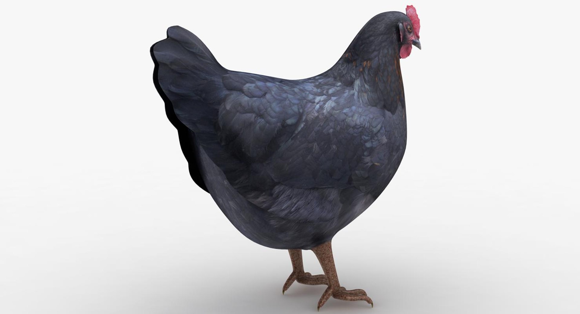 3D realistic hen model - TurboSquid 1151955