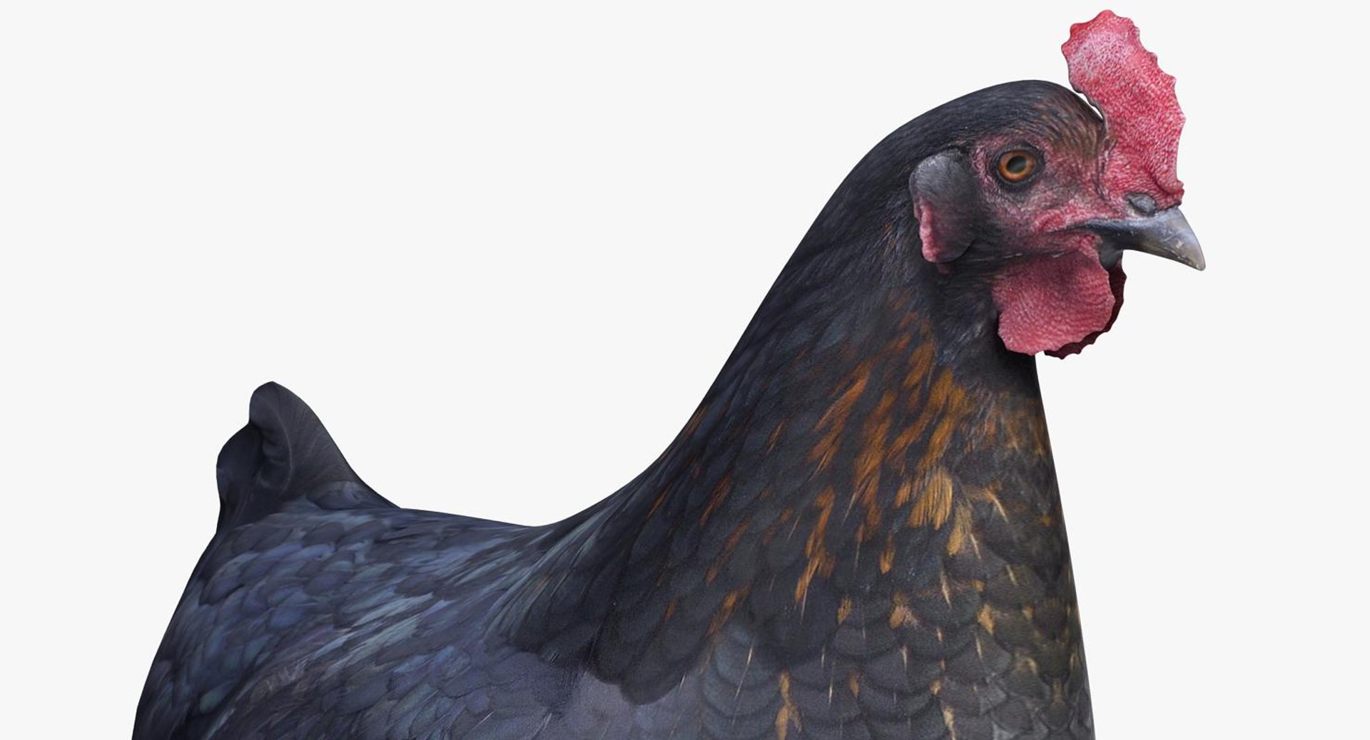 3D realistic hen model - TurboSquid 1151955