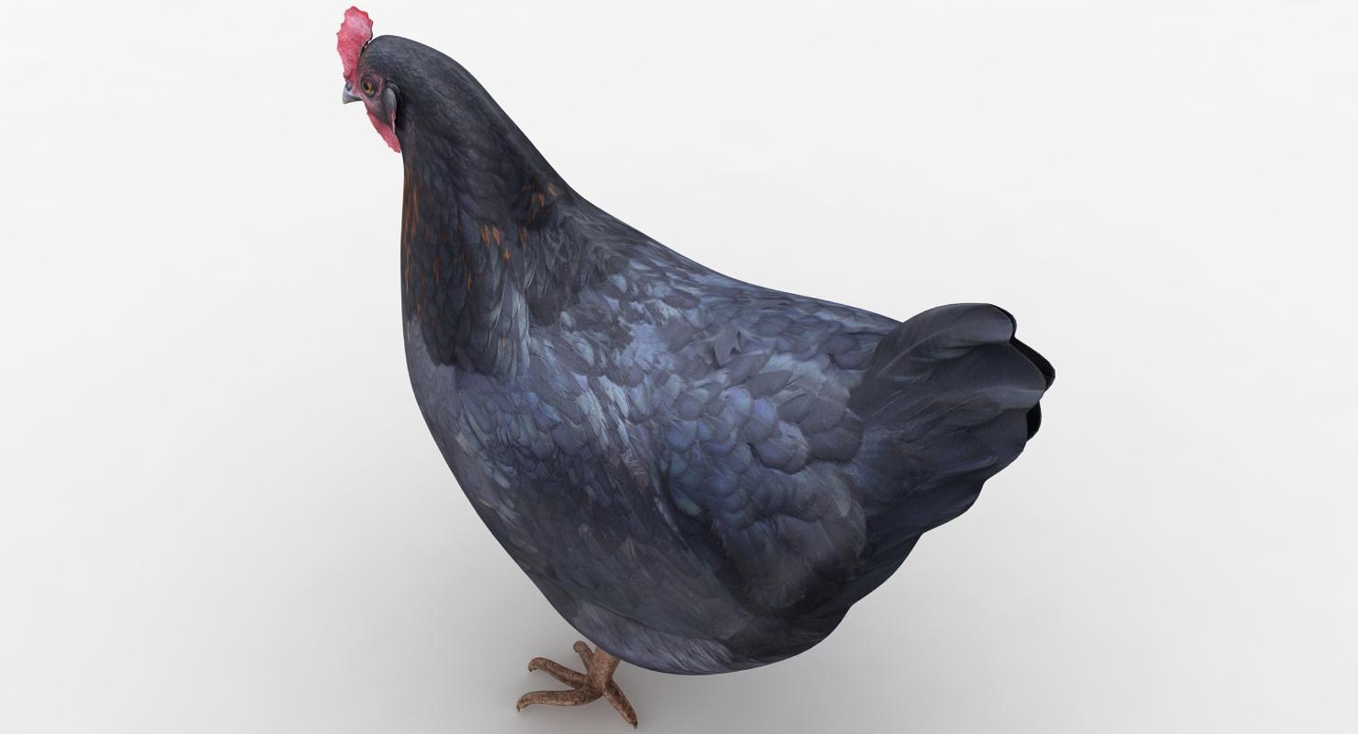 3D realistic hen model - TurboSquid 1151955