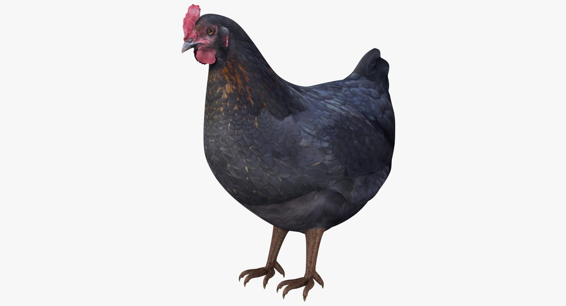 3D realistic hen model - TurboSquid 1151955