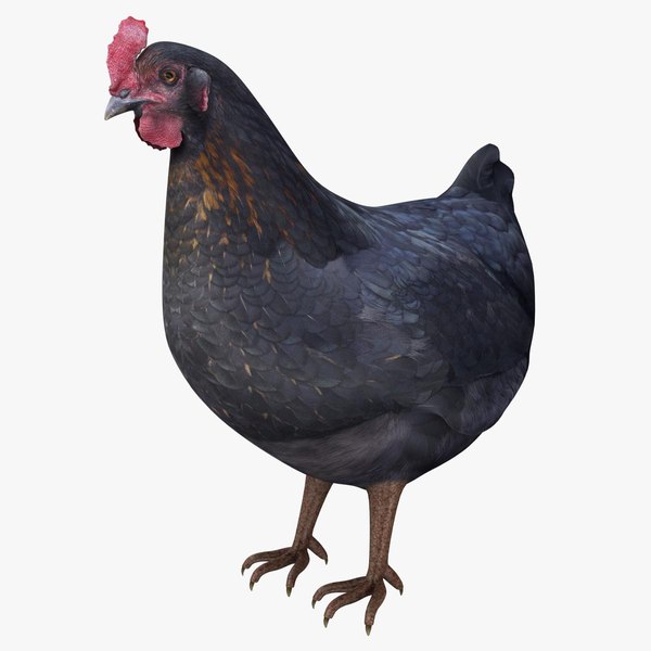 3D realistic hen model - TurboSquid 1151955