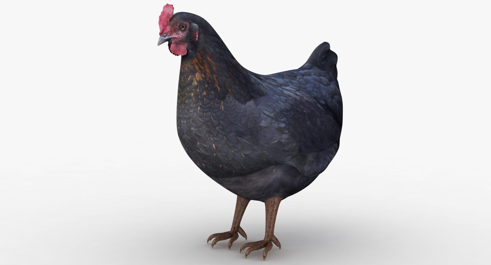 3D realistic hen model - TurboSquid 1151955