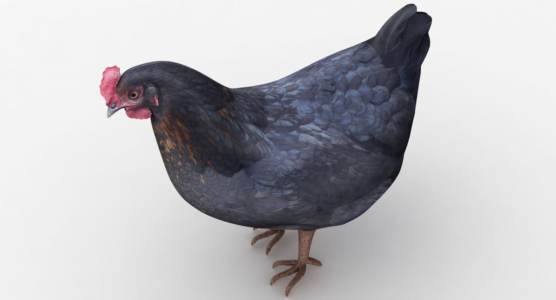 3D realistic hen model - TurboSquid 1151955