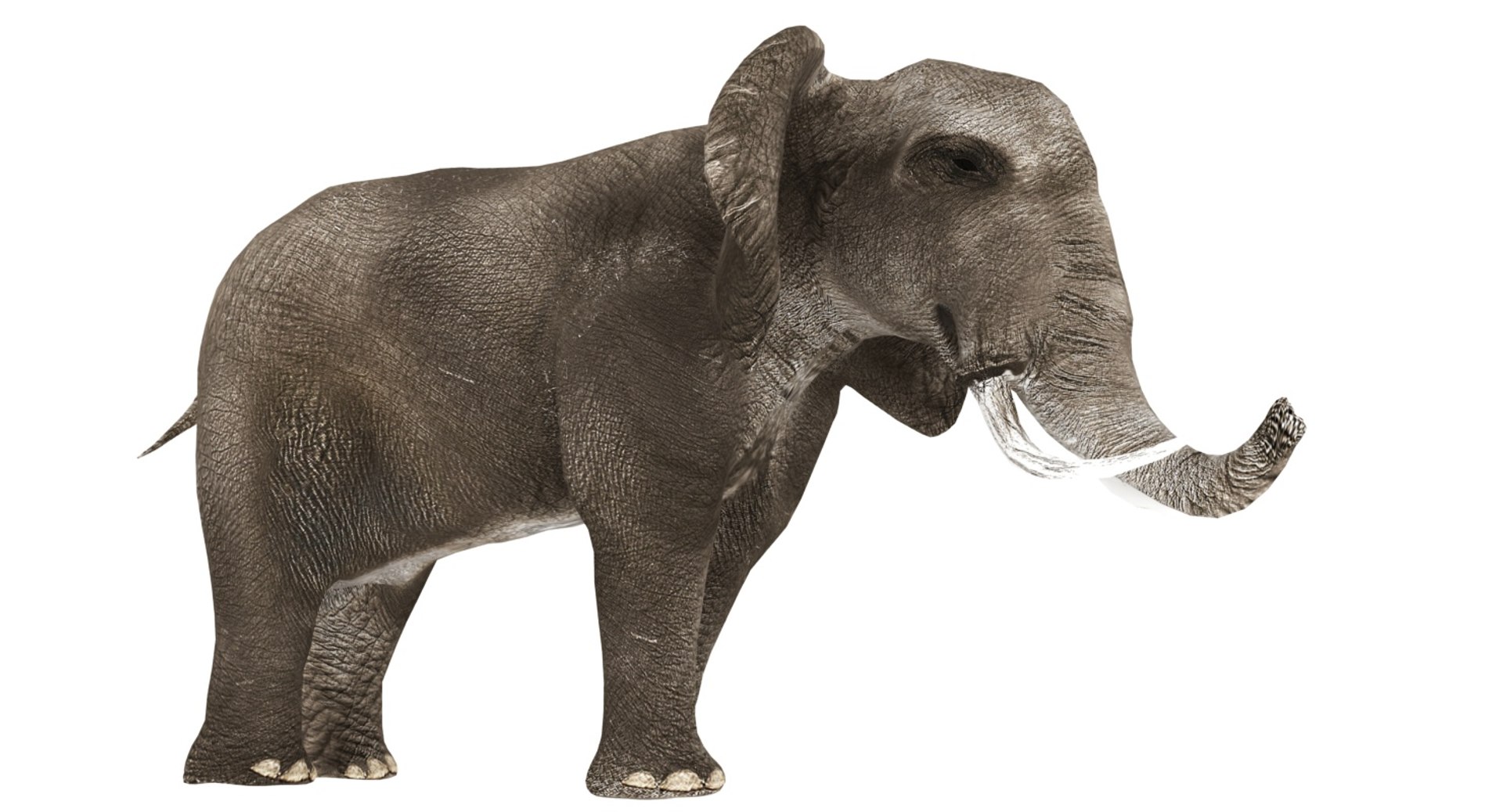 Realistic elephant model - TurboSquid 1423773