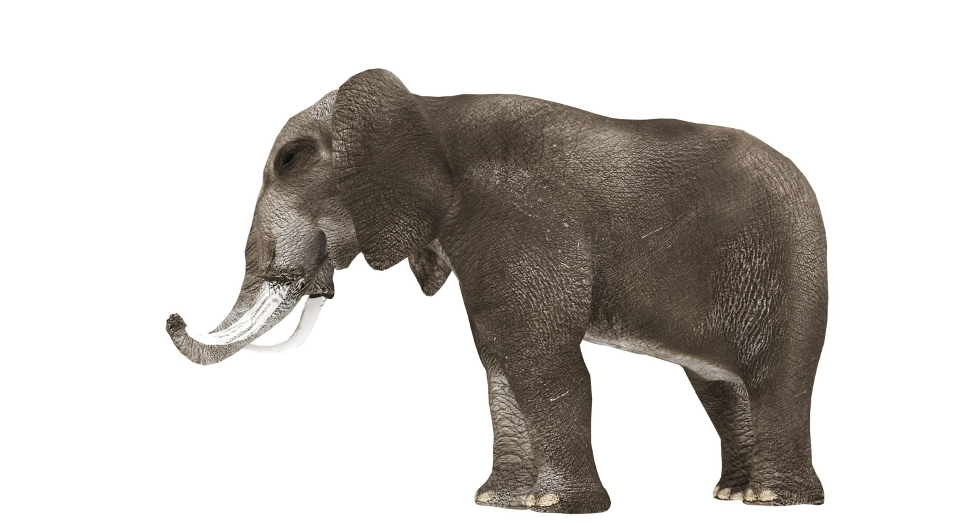 Realistic elephant model - TurboSquid 1423773