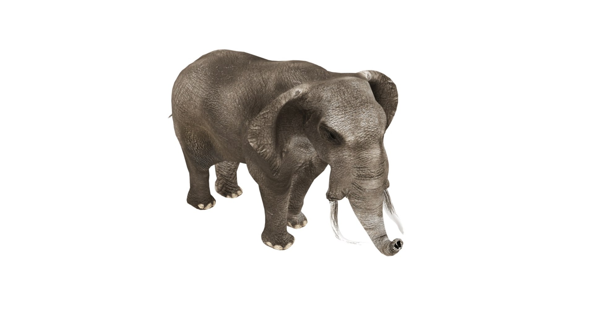 Realistic elephant model - TurboSquid 1423773