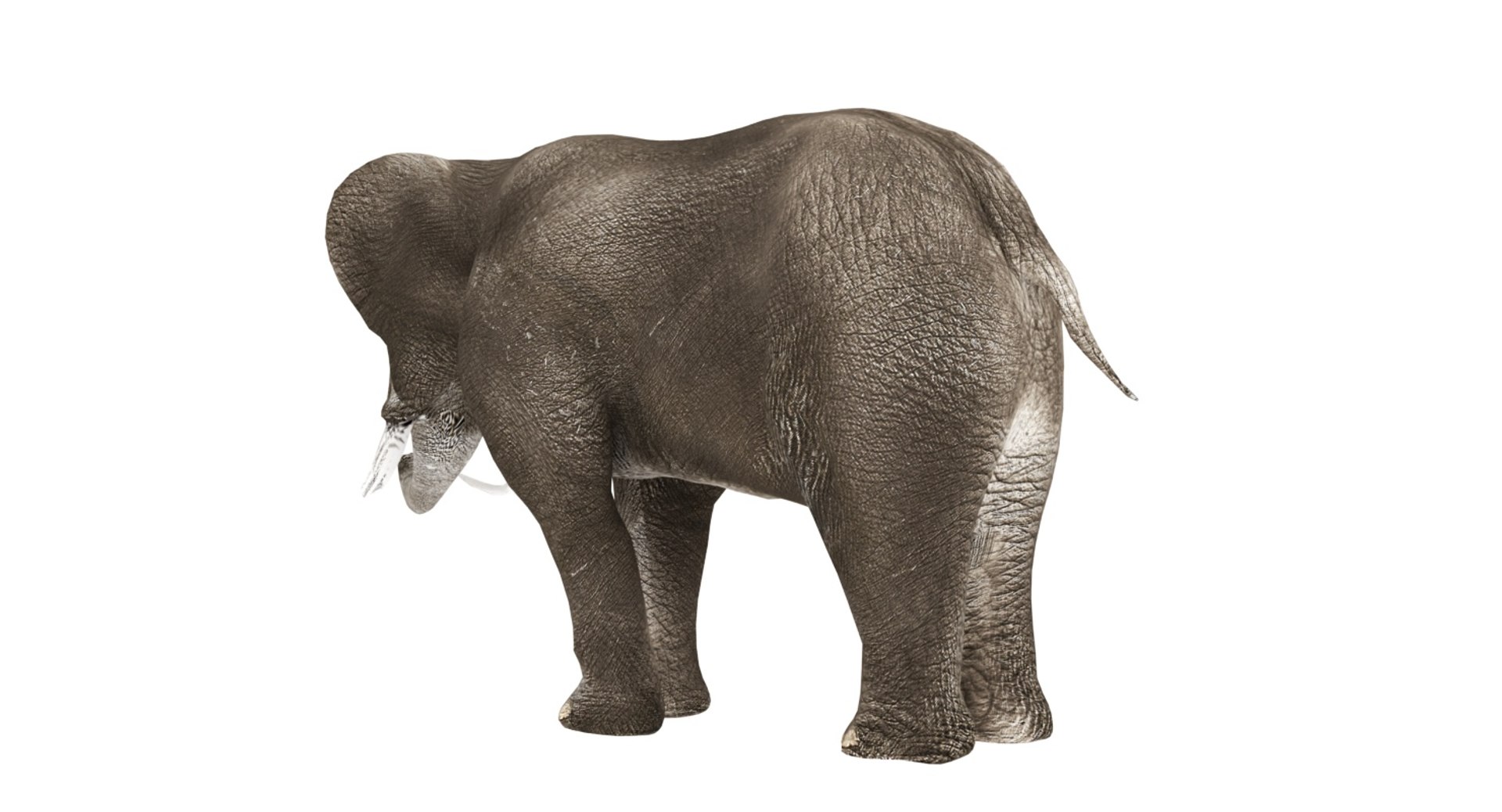 Realistic elephant model - TurboSquid 1423773