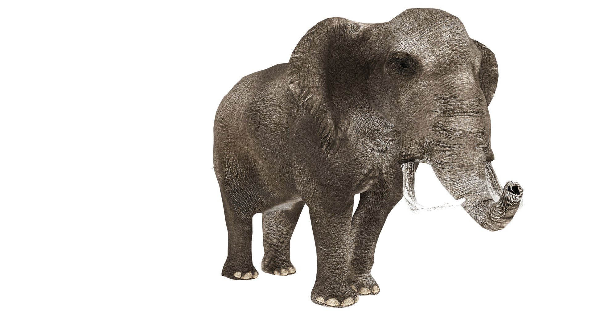 Realistic elephant model - TurboSquid 1423773