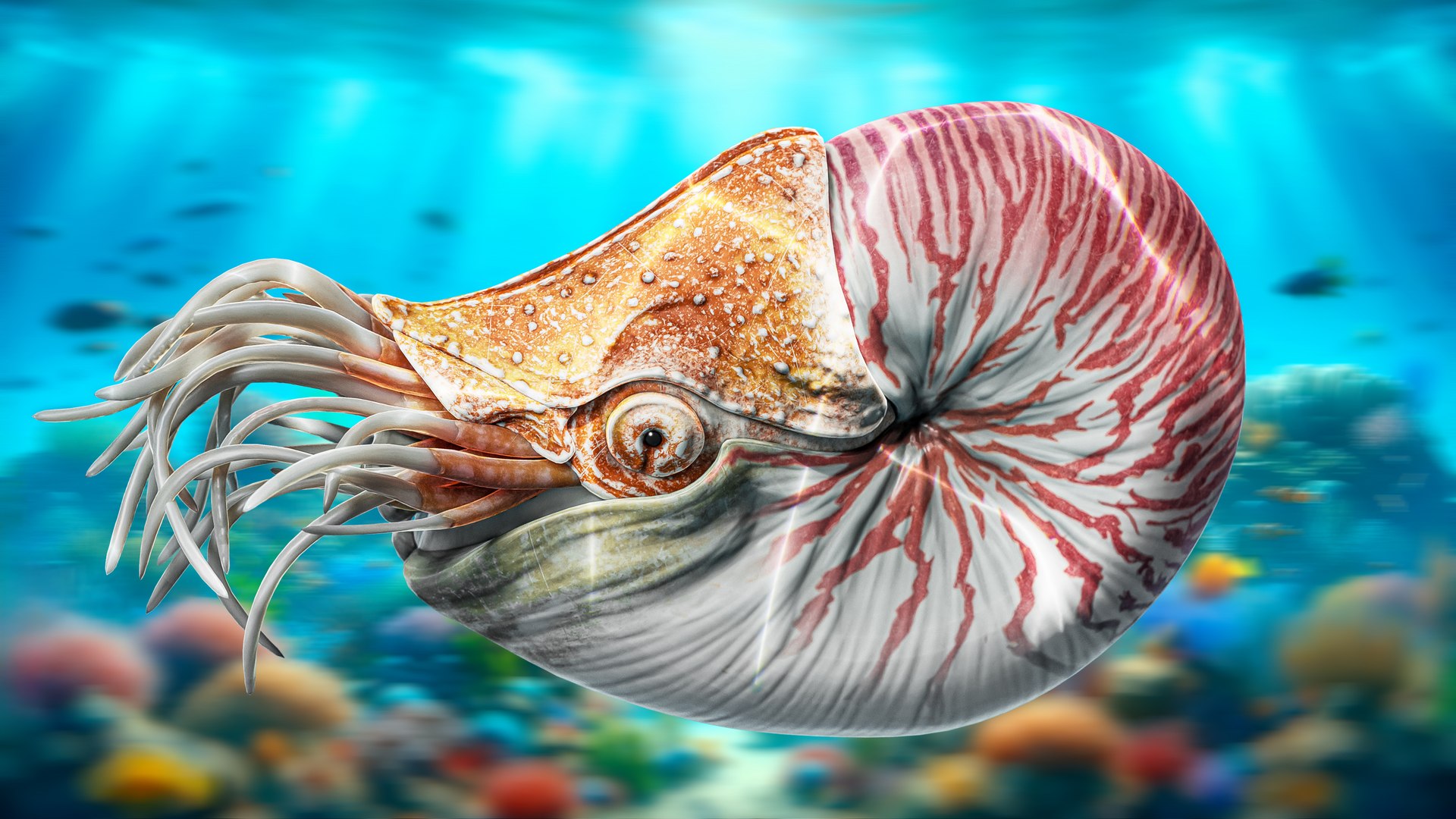 Nautilus Pompilius - Shell Mollusk - Underwater Tentacles - 44 3D Model ...