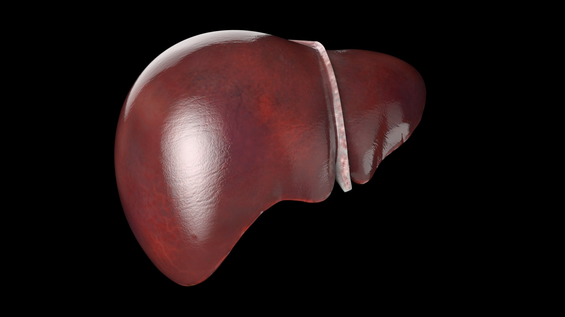 3D Human Liver Anatomy - TurboSquid 1735065