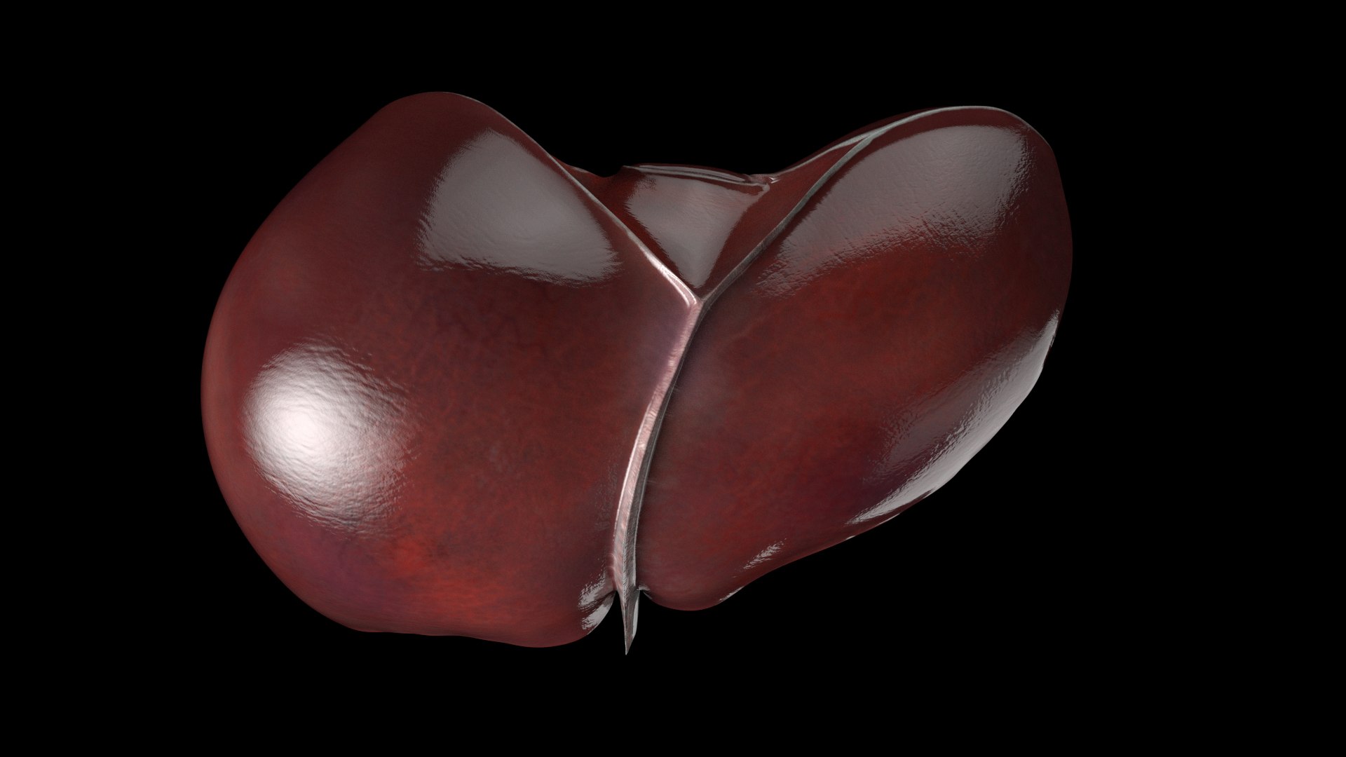 3D Human Liver Anatomy - TurboSquid 1735065