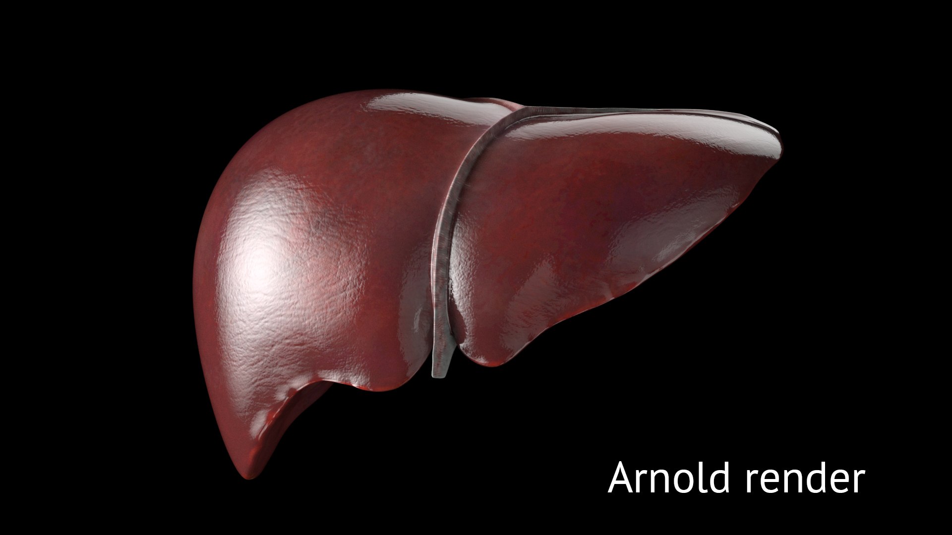 3D Human Liver Anatomy - TurboSquid 1735065