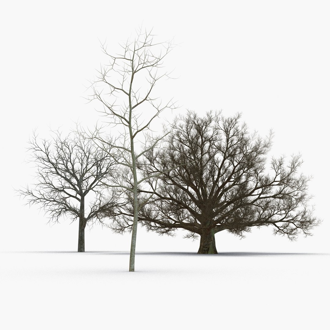 max winter white oaks trees