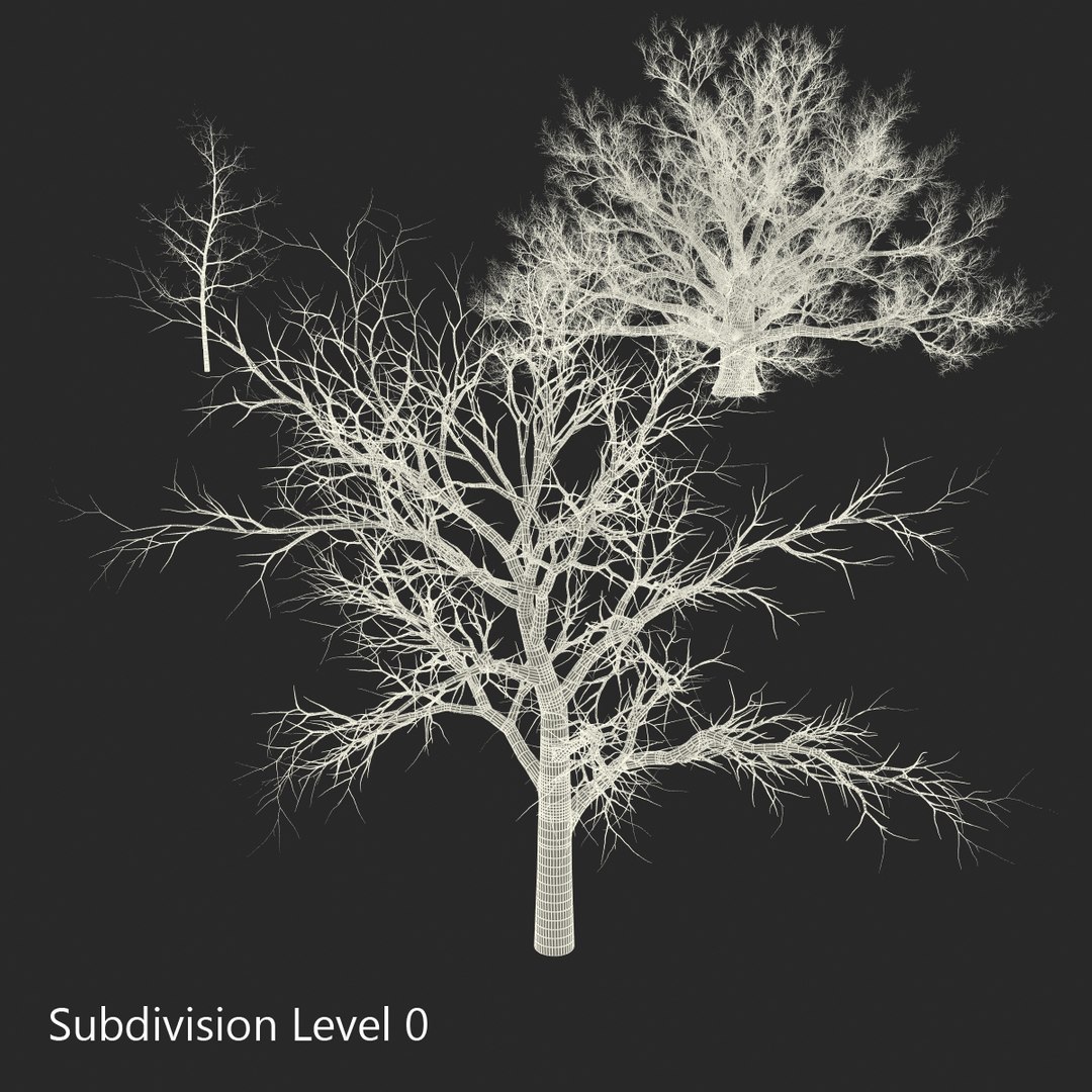 Max Winter White Oaks Trees