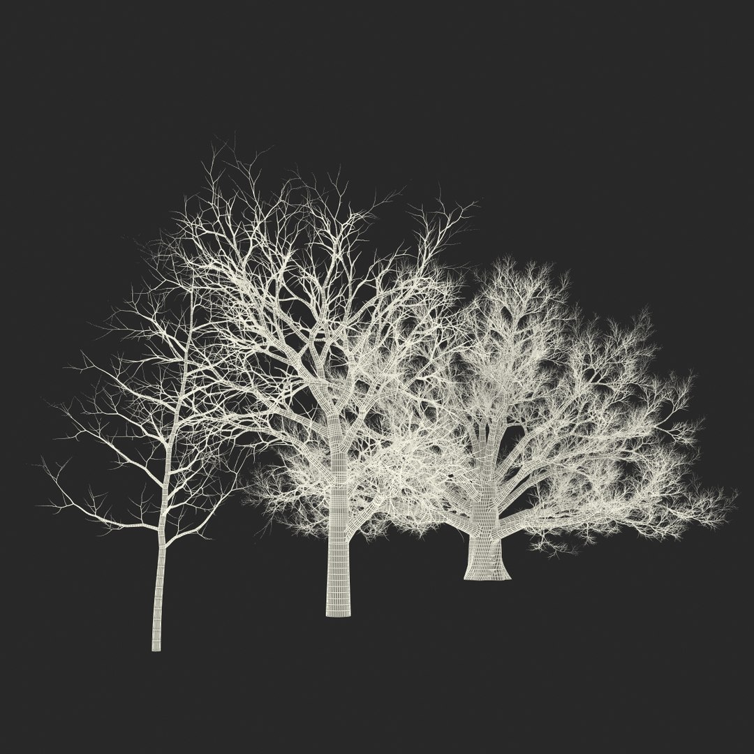 Max Winter White Oaks Trees