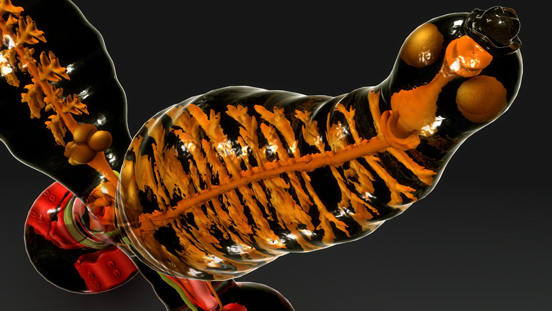 diplozoon paradoxum flatworm 3d model